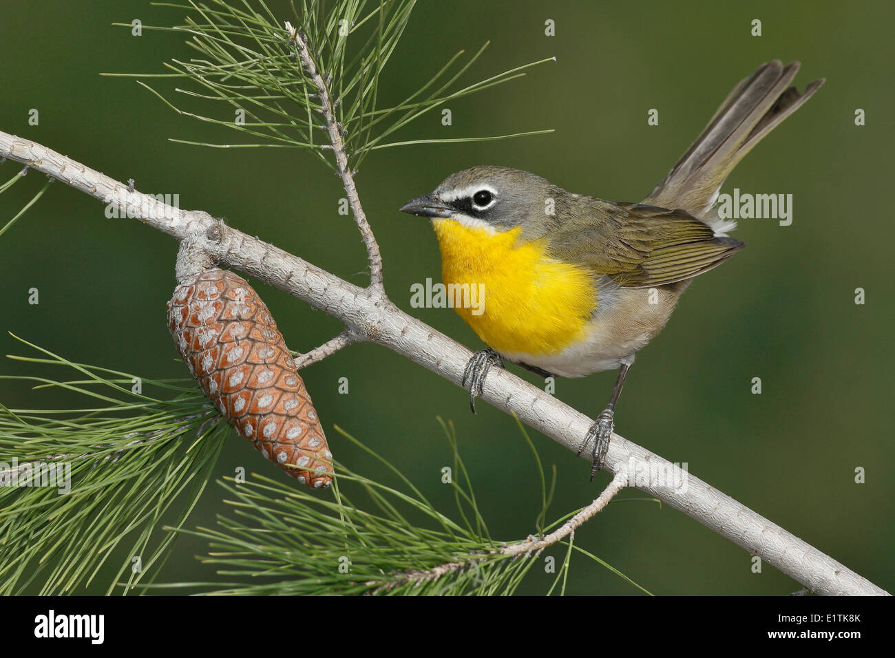 Yellow breasted chat bird hi-res stock photography and images - Alamy