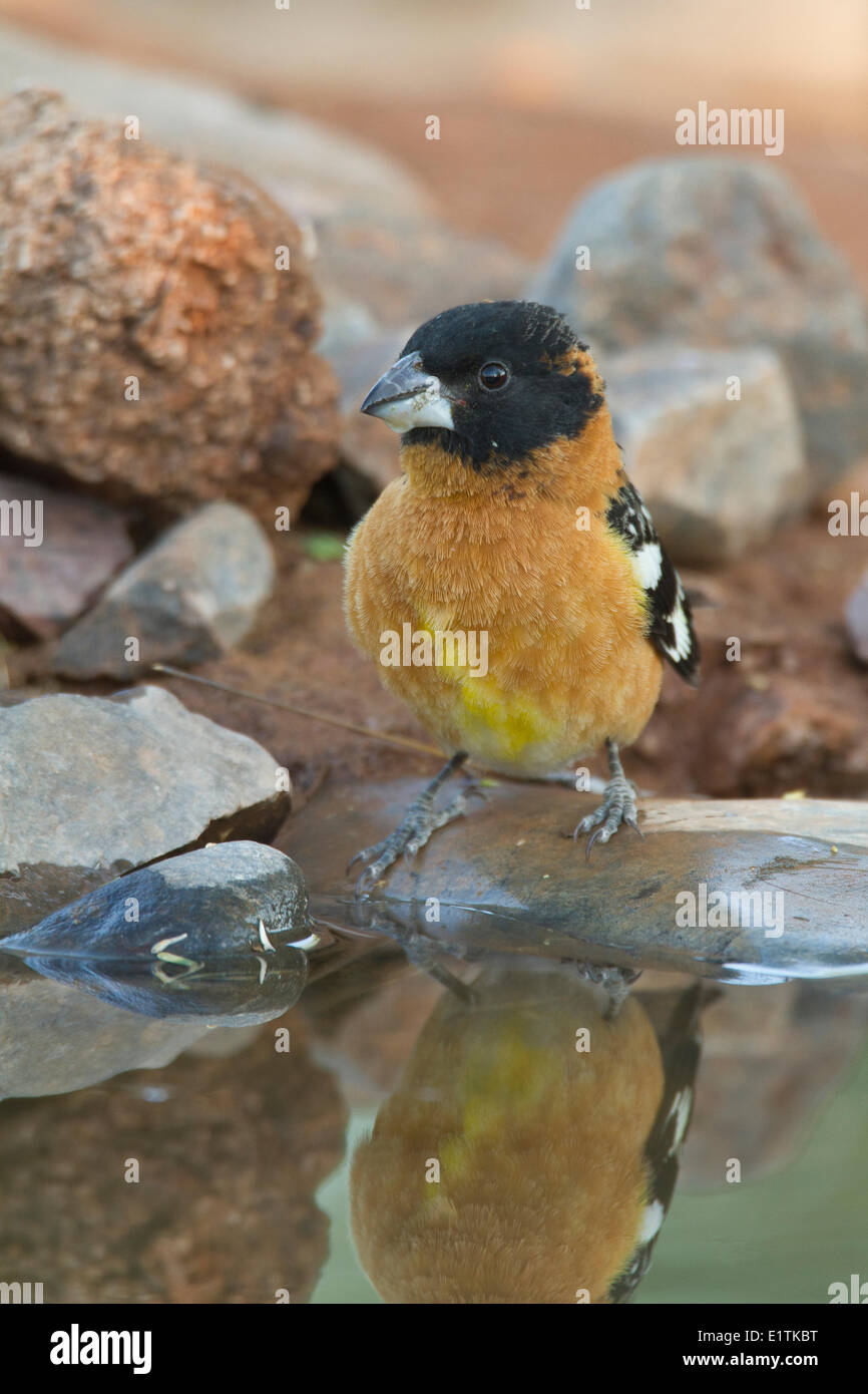 Black-headed Grosbeak, Pheucticus melanocephalus, Arizona, USA Stock ...