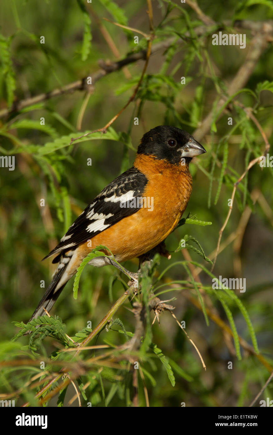 Black-headed Grosbeak, Pheucticus melanocephalus, Arizona, USA Stock ...