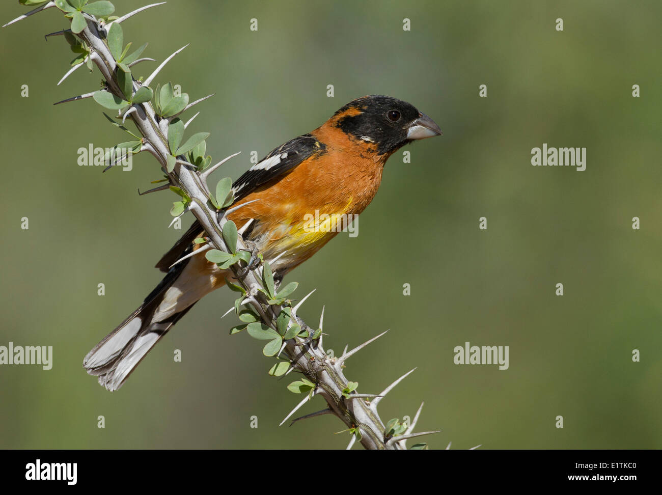 Black-headed Grosbeak, Pheucticus melanocephalus, Arizona, USA Stock ...