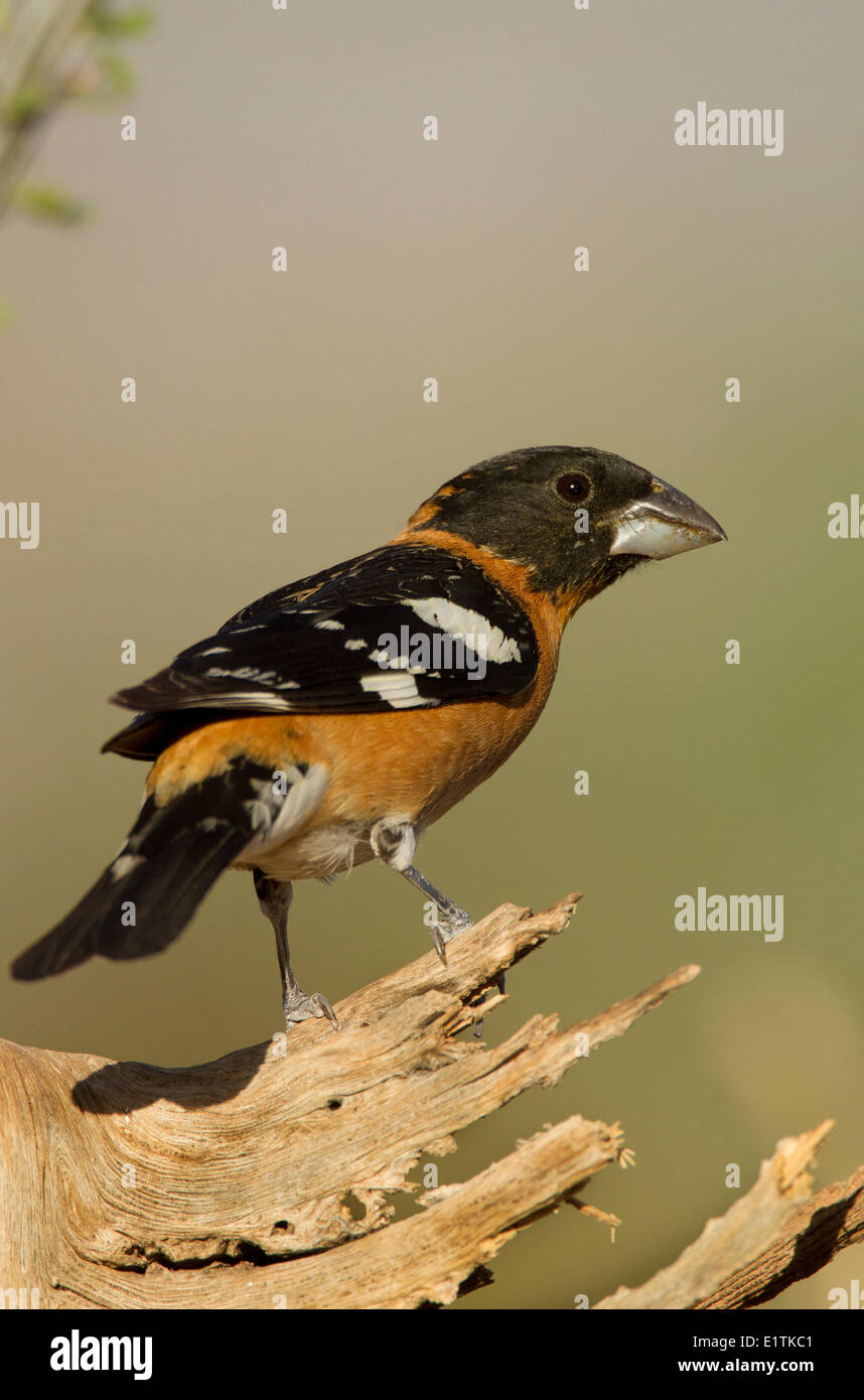 Black-headed Grosbeak, Pheucticus melanocephalus, Arizona, USA Stock ...