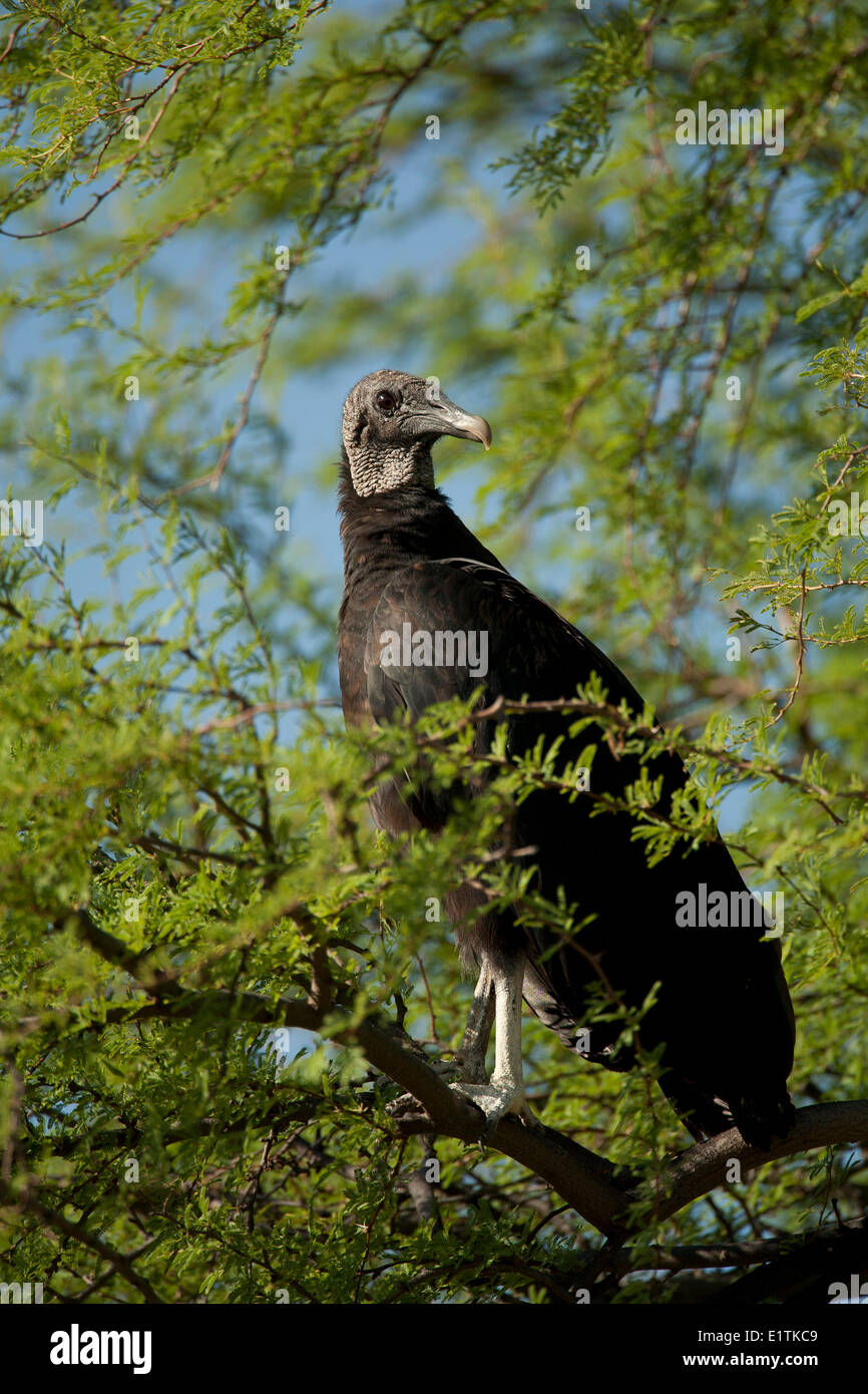 Texas vulture hi-res stock photography and images - Alamy