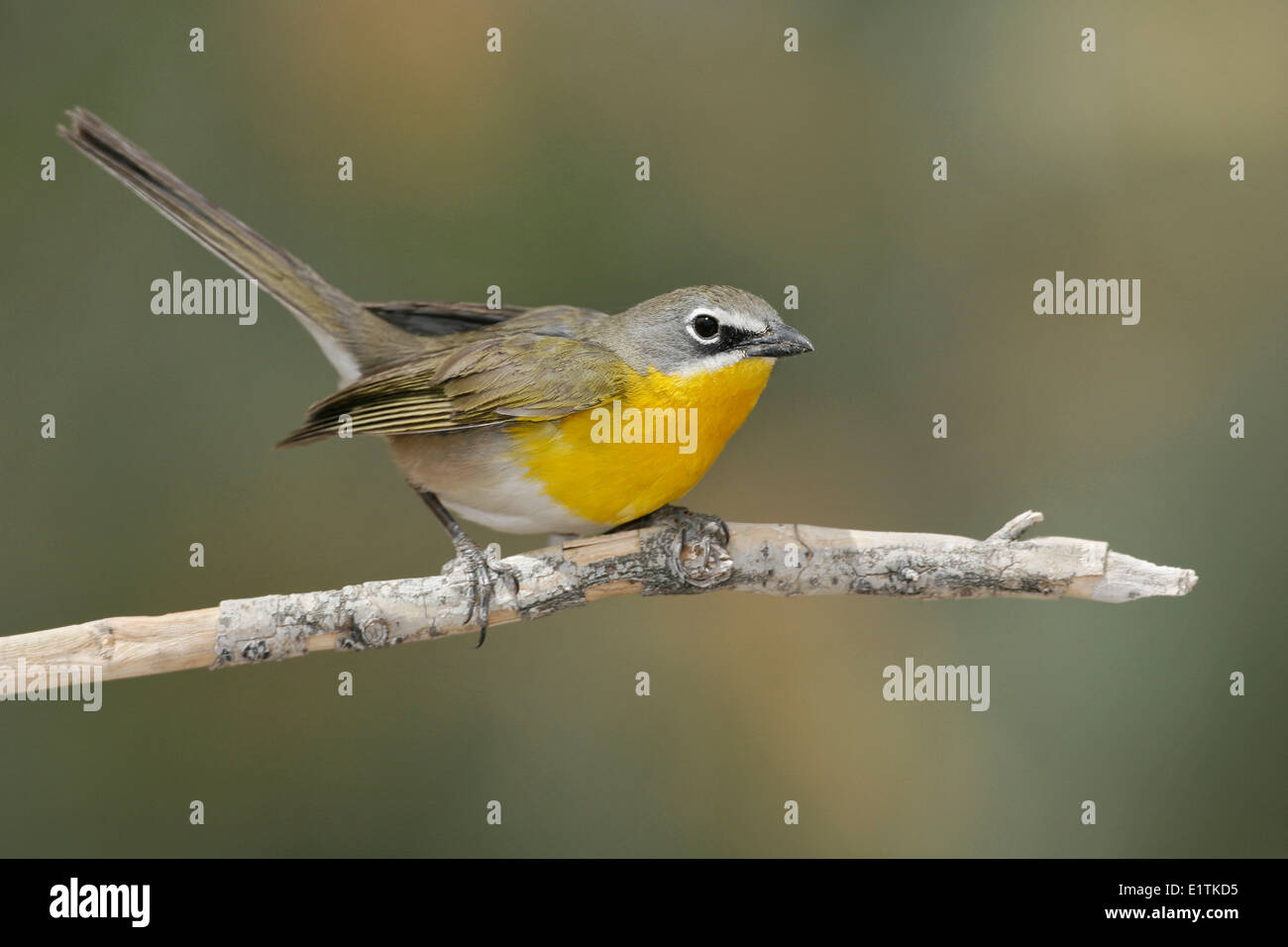 Yellow-breasted Chat Icteria virens Stock Photo - Alamy
