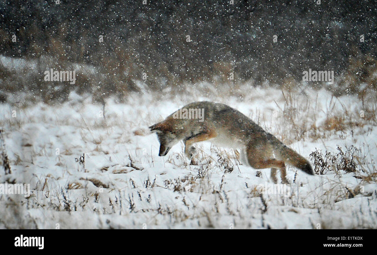 Prey Of Coyotes And Wolves High Resolution Stock Photography and Images ...