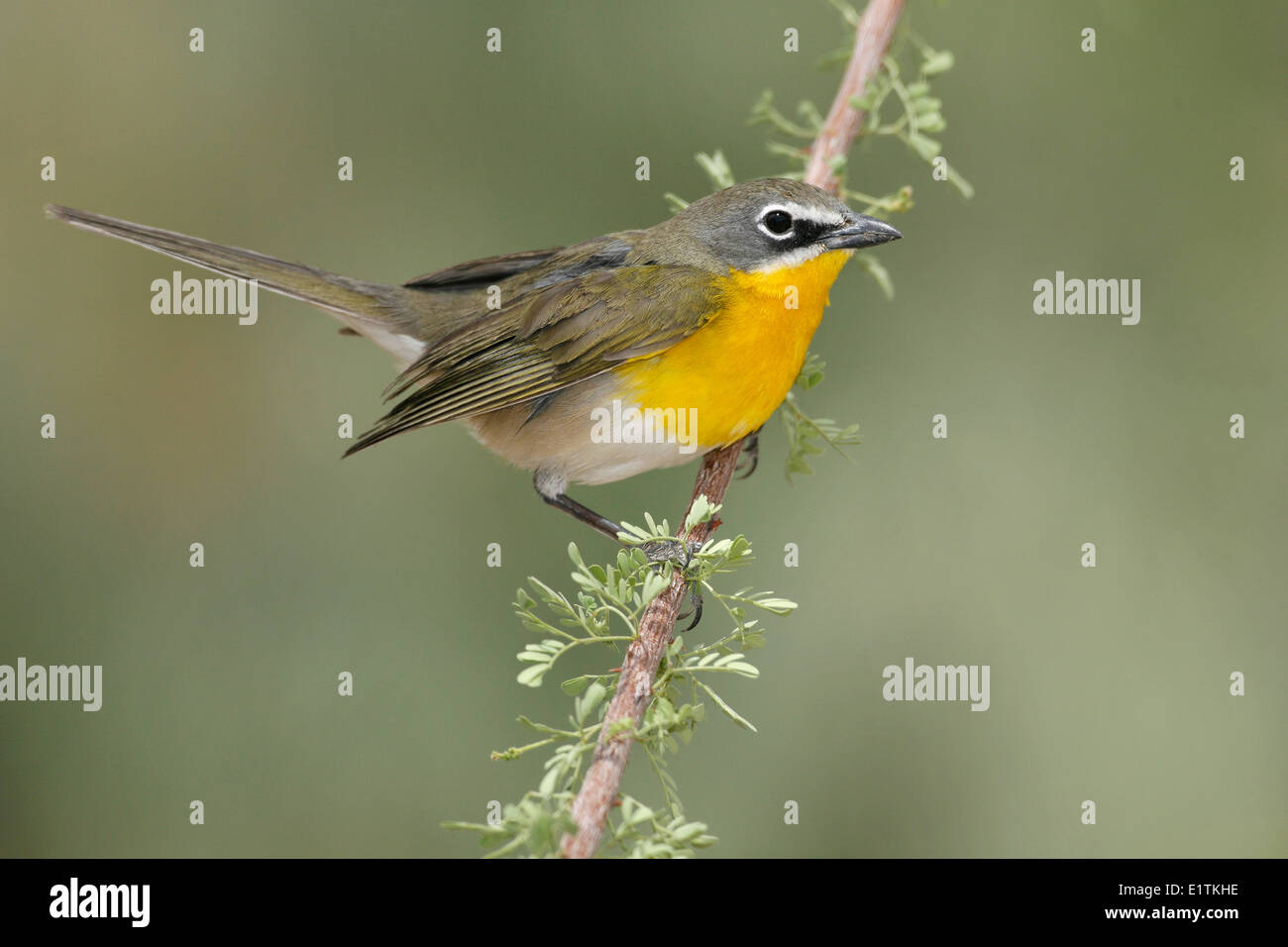 Yellow breasted chat hi-res stock photography and images - Alamy