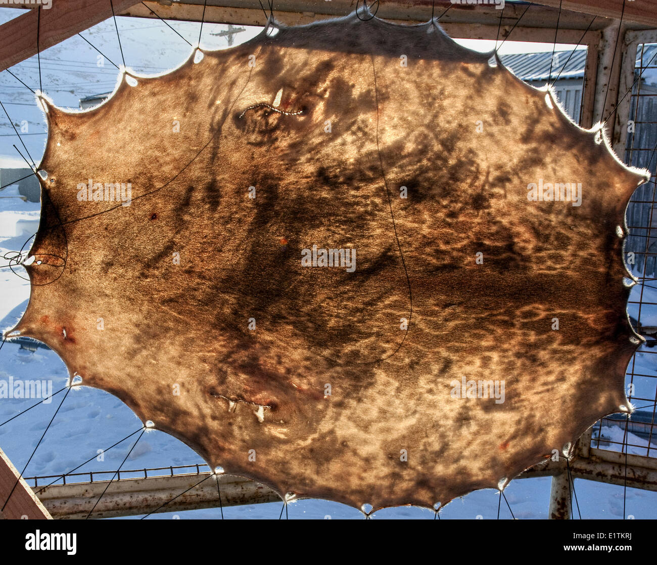 Animal Skin Markings High Resolution Stock Photography and Images - Alamy