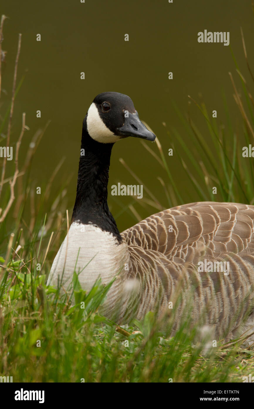 Canada goose hi-res stock photography and images - Alamy