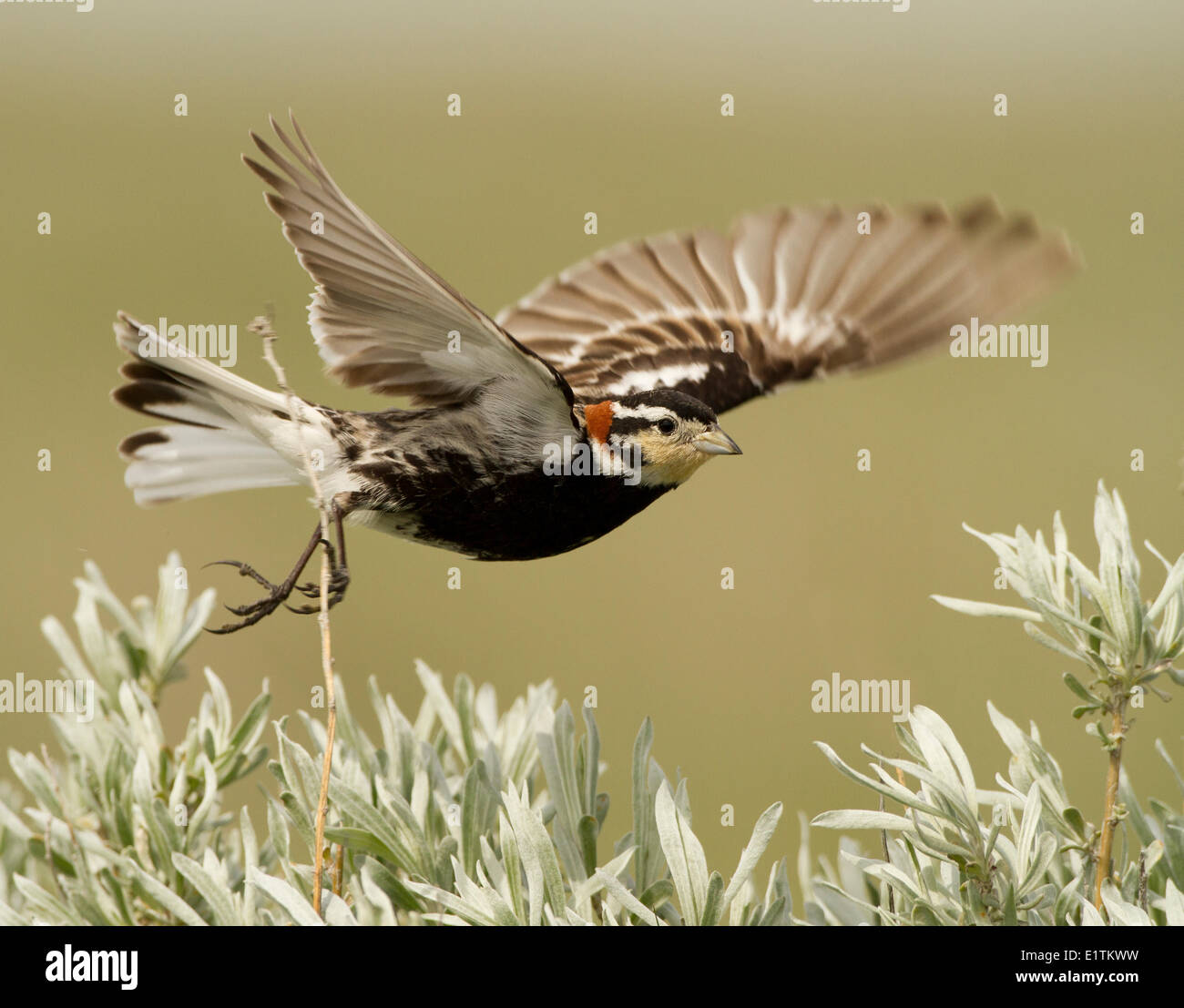 Chestnut-collared Longspur, Calcarius ornatus, Grasslands National Park ...