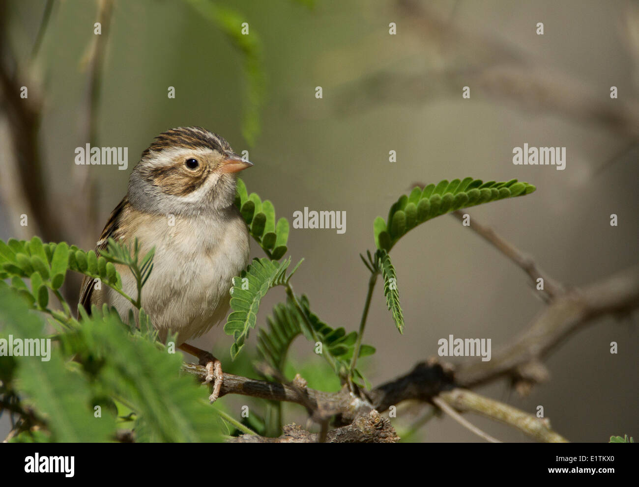 Clay colored sparrows hi-res stock photography and images - Alamy