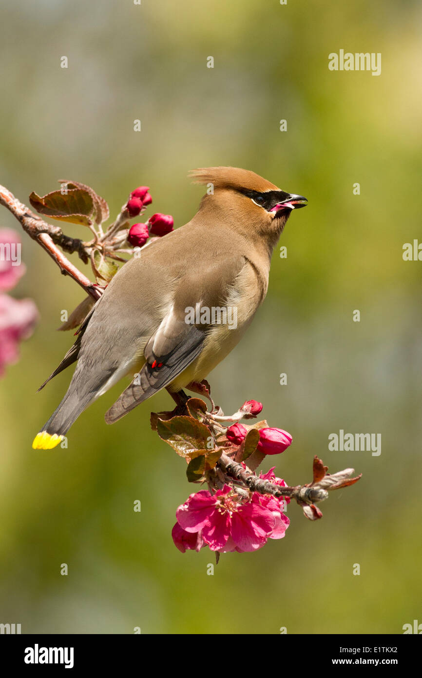 Cedar Waxwing, Bombycilla cedrorum, Oregon, USA Stock Photo - Alamy