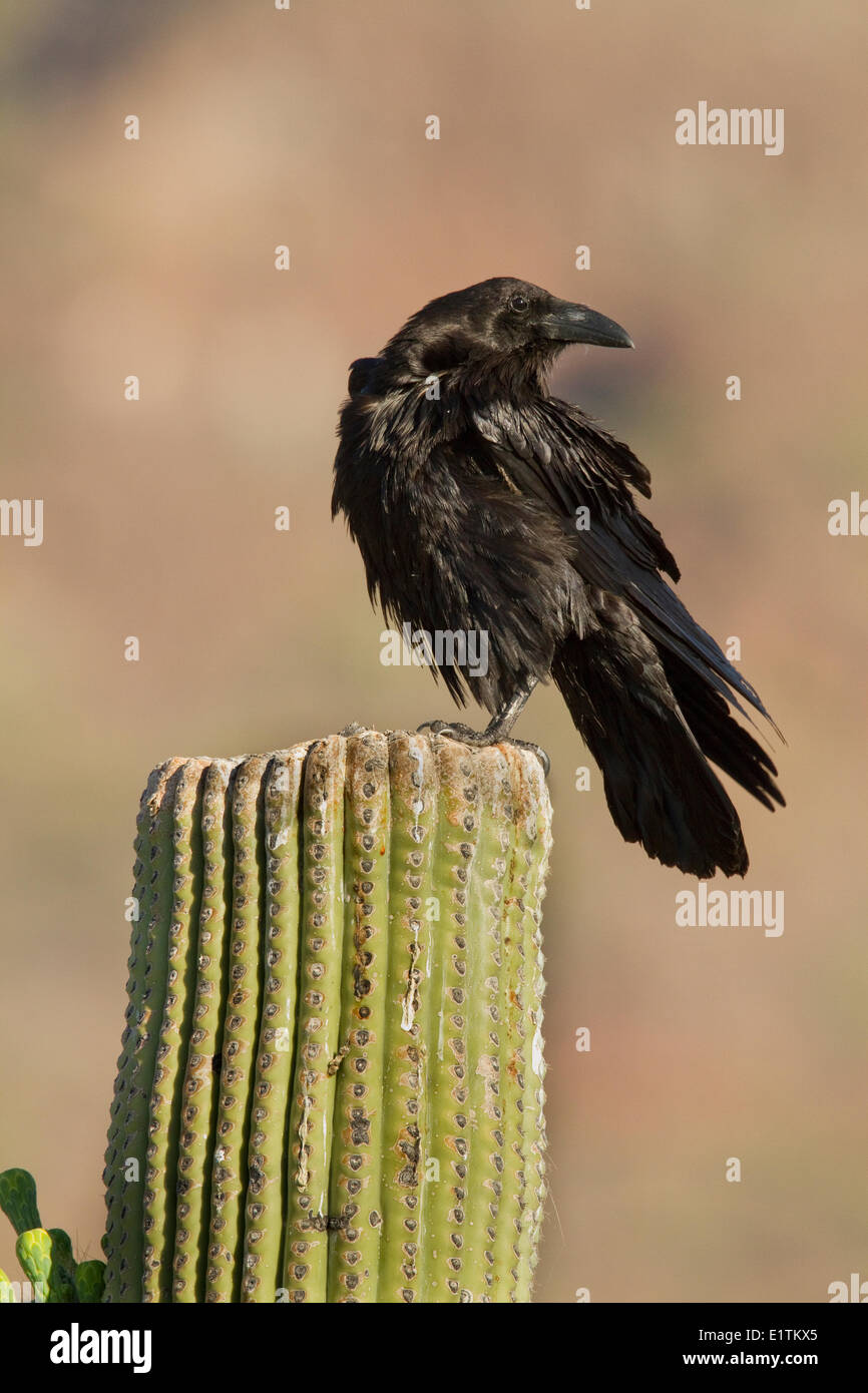 Raven in desert hi-res stock photography and images - Alamy