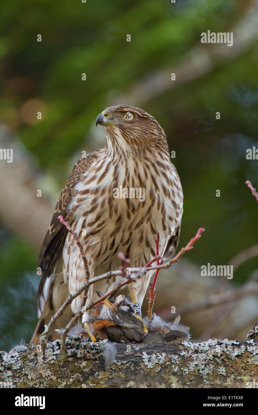 Cooper's Hawk, Accipiter cooperii, eating prey (American Robin ...