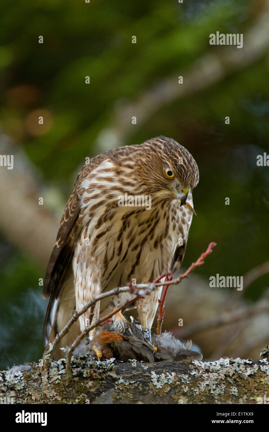 Cooper's Hawk, Accipiter cooperii, eating prey (American Robin ...