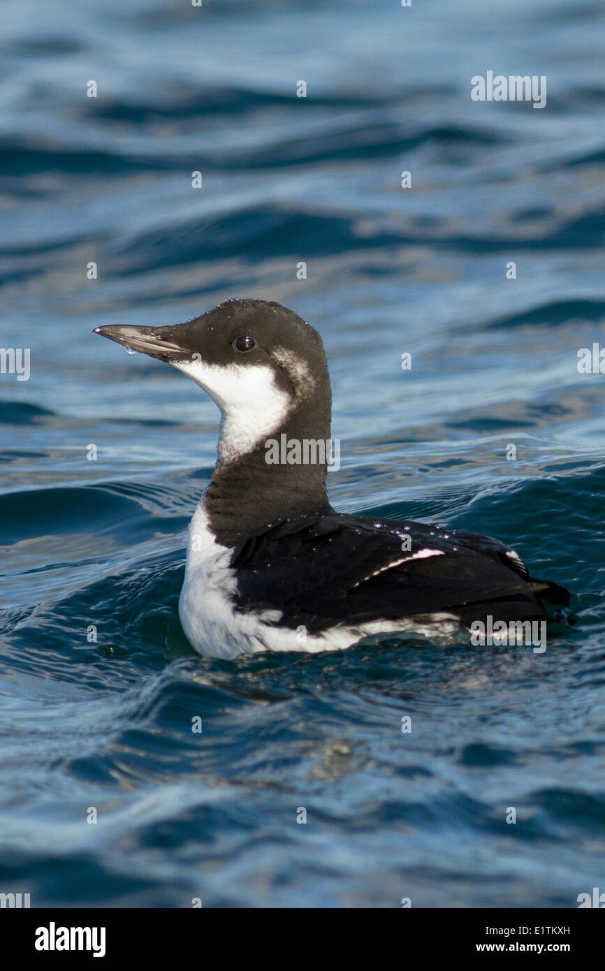 Floating rocks hi-res stock photography and images - Alamy