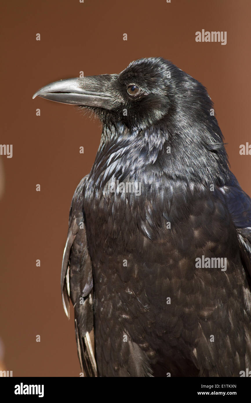 Raven hi-res stock photography and images - Alamy