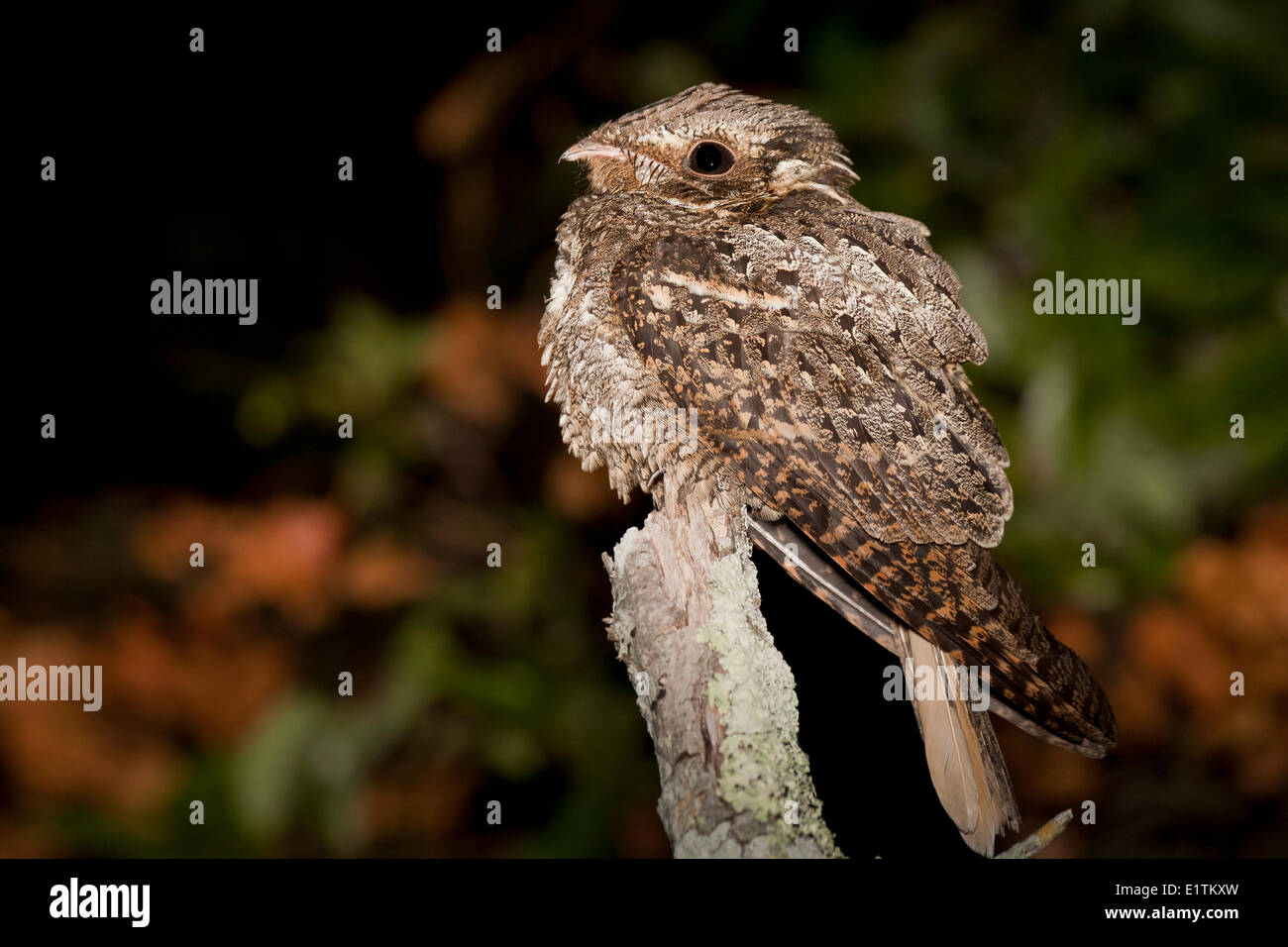 Chuck wills widow bird hi-res stock photography and images - Alamy