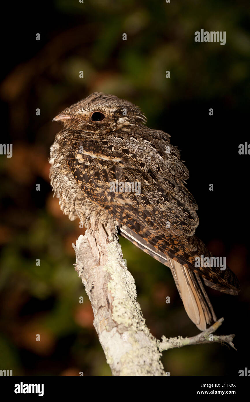 Chuck Will S Widow Caprimulgus Carolinensis Everglades Florida Usa