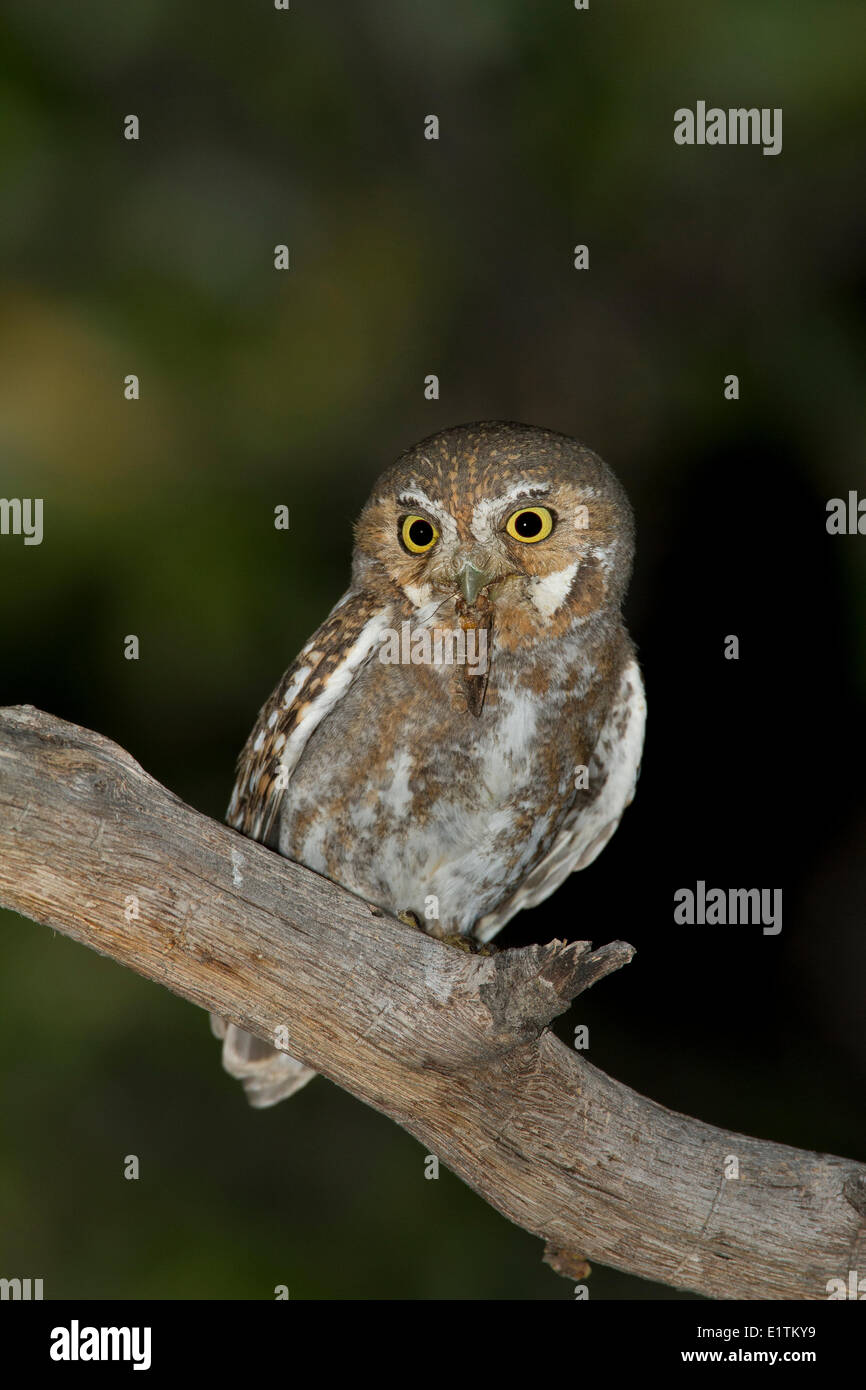 Elf owl hi-res stock photography and images - Alamy
