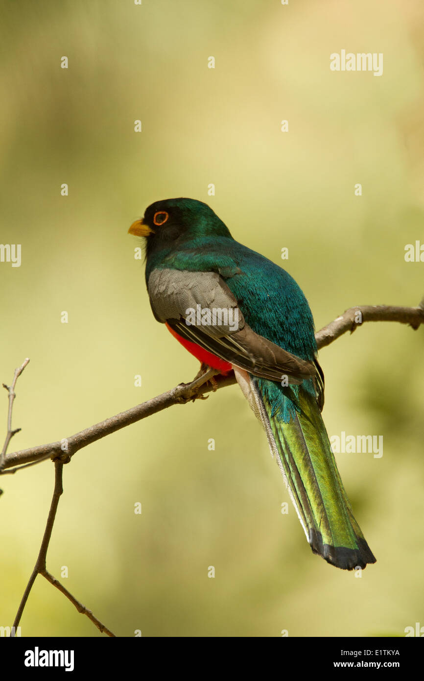 Elegant Trogon, Trogon elegans, Arizona, USA Stock Photo - Alamy