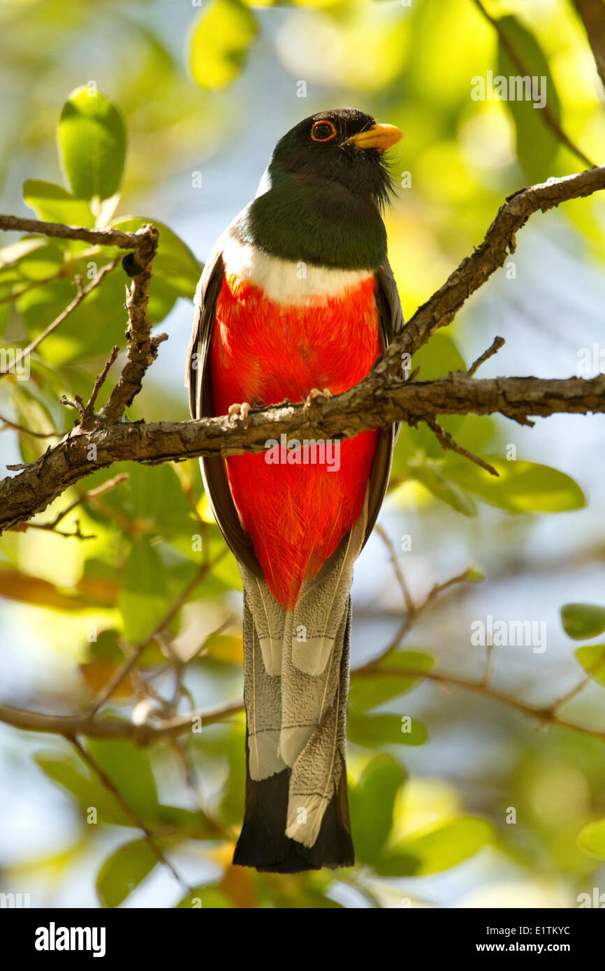 Elegant Trogon, Trogon elegans, Arizona, USA Stock Photo - Alamy