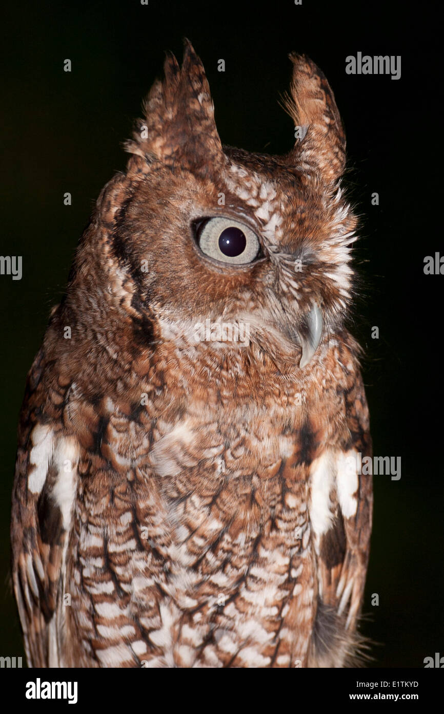 Eastern screech owl hi-res stock photography and images - Alamy