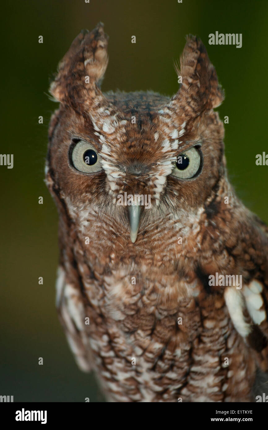 Eastern Screech-Owl, Megascops asio, Florida, USA Stock Photo - Alamy