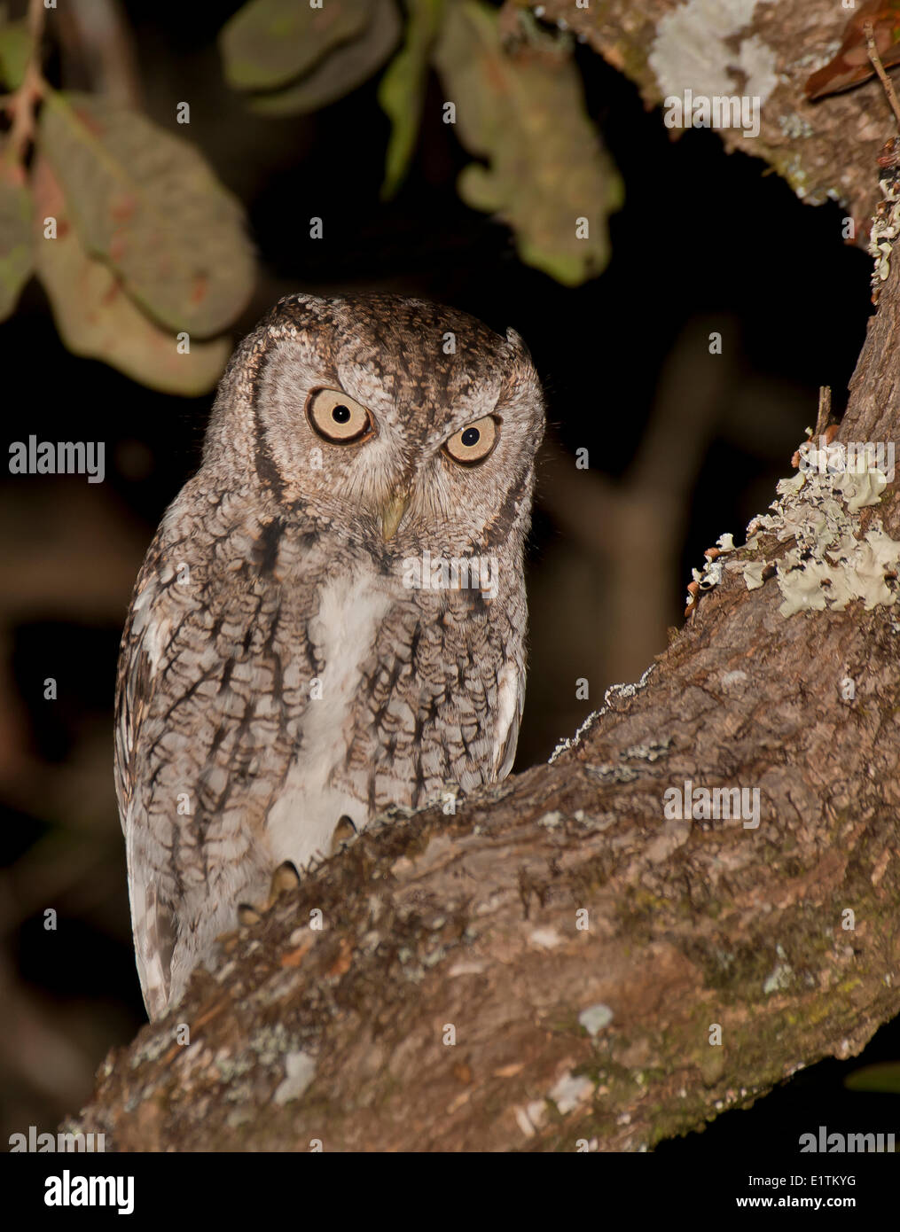 Eastern screech owl hi-res stock photography and images - Alamy