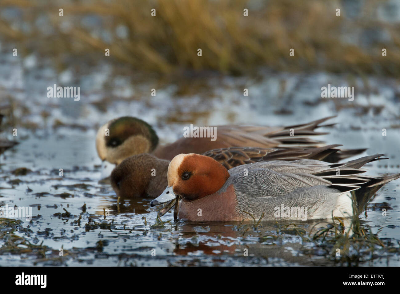 Widgeon bird hi-res stock photography and images - Alamy
