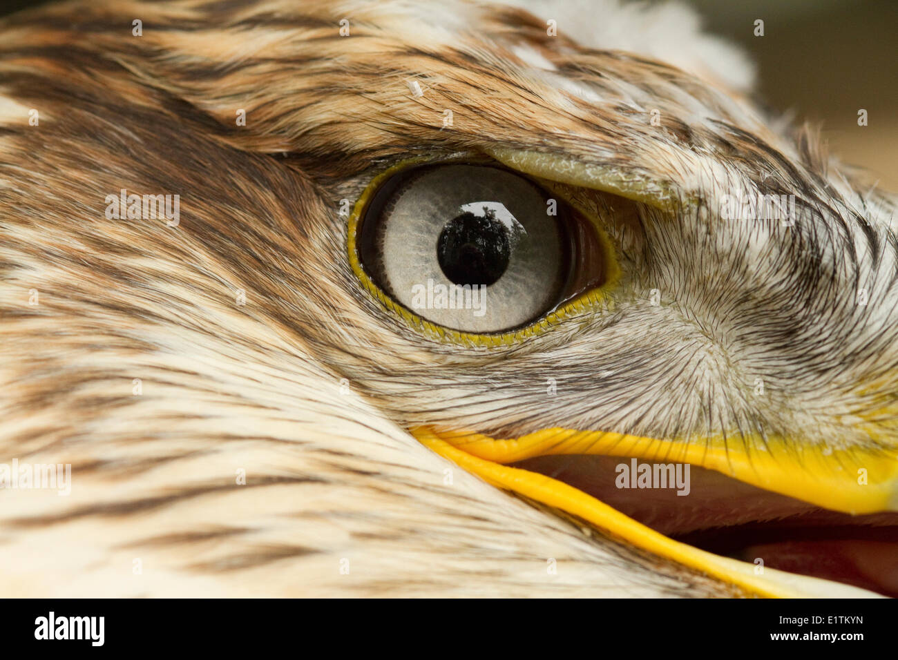 Pacific northwest wildlife hi-res stock photography and images - Alamy