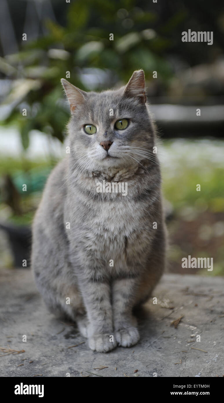 Seated cat hi-res stock photography and images - Alamy