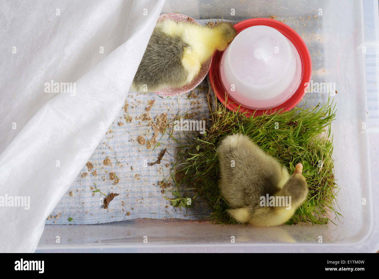 Plastic goose hi-res stock photography and images - Alamy