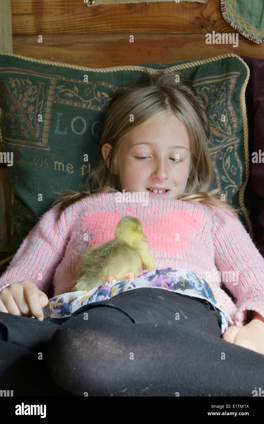 Young goose, gosling asleep on the lap of a young girl, Wales, UK Stock ...