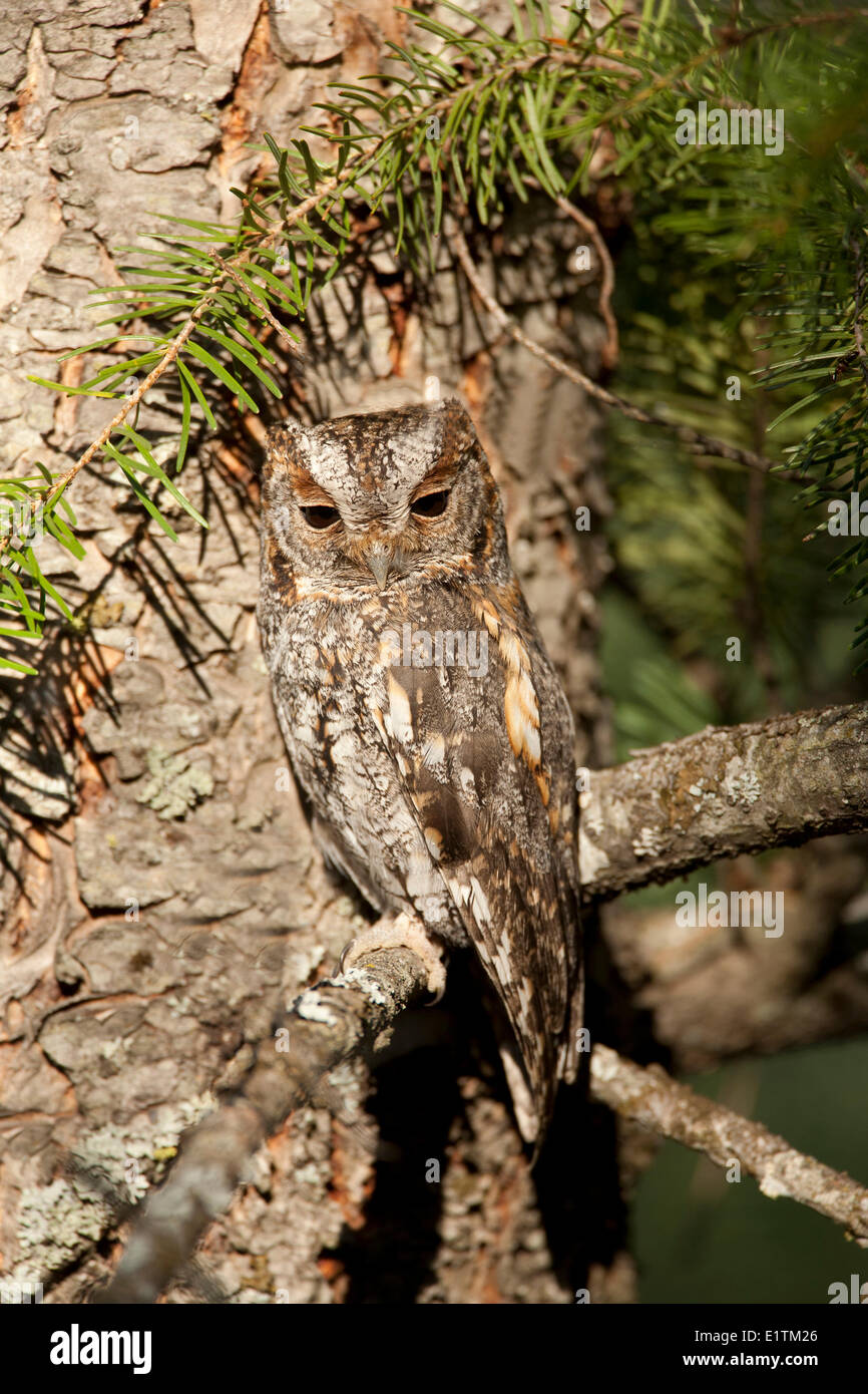 Flammulated owl hi-res stock photography and images - Alamy