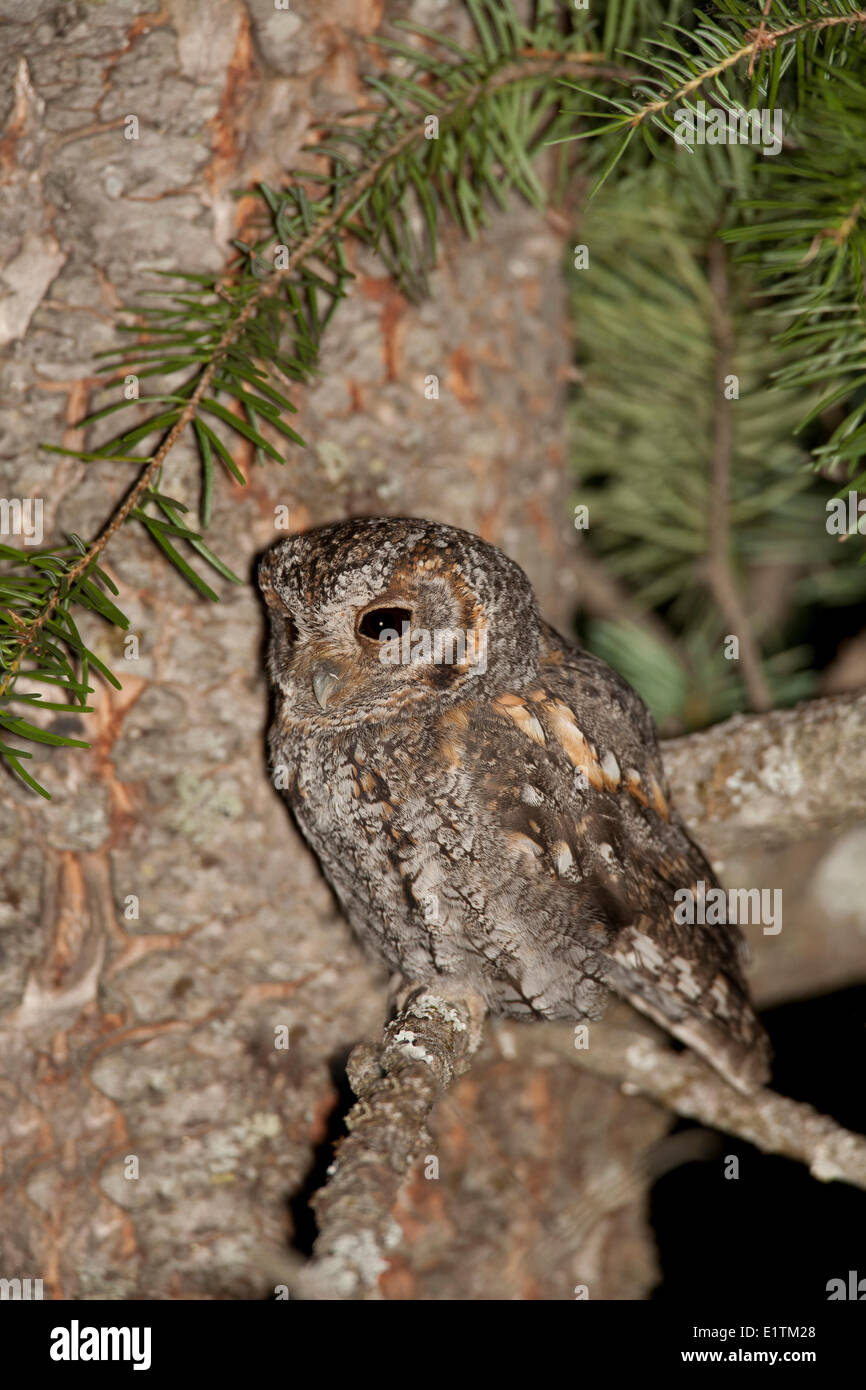 Flammulated owl hi-res stock photography and images - Alamy