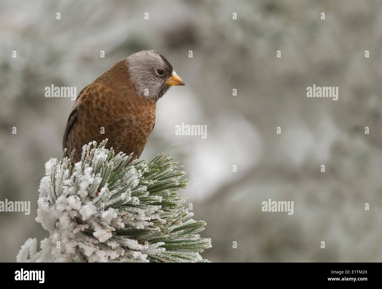 Gray-crowned Rosy Finch, Leucosticte tephrocotis, Sandia Crest ...