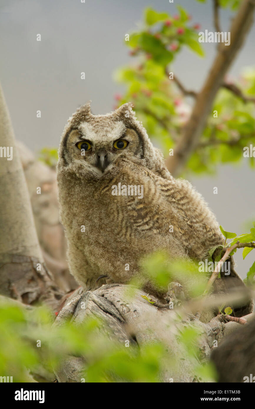 Great Horned Owl, Bubo virginianus, Oregon, USA Stock Photo - Alamy