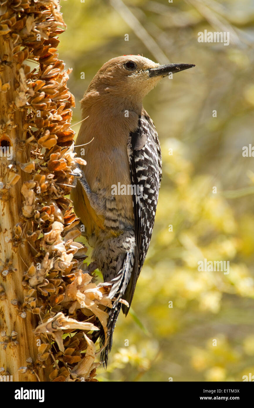 Gila Woodpecker, Melanerpes uropygialis, Sonoran Desert, Arizona, USA ...