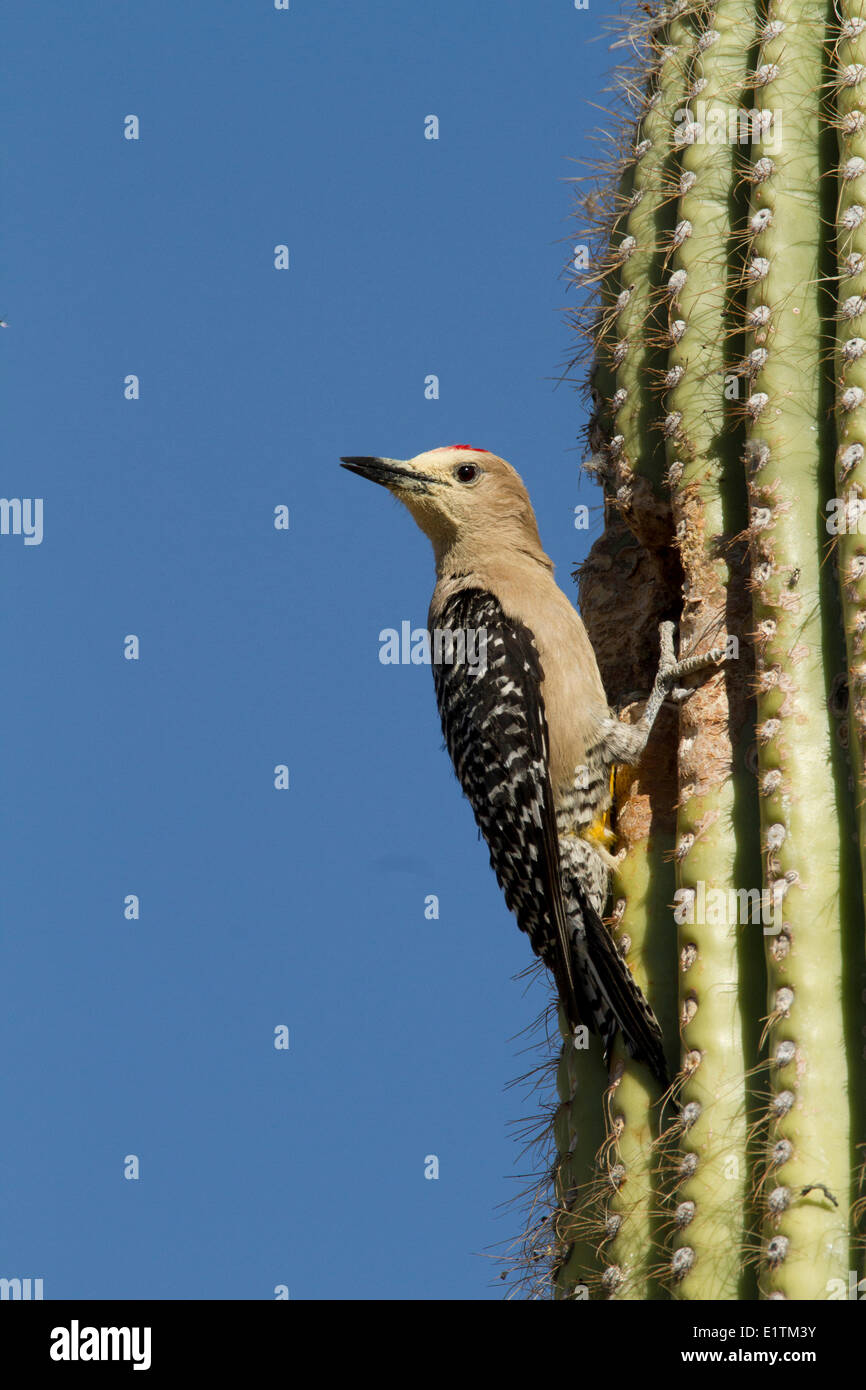 Gila Woodpecker, Melanerpes uropygialis, Sonoran Desert, Arizona, USA ...