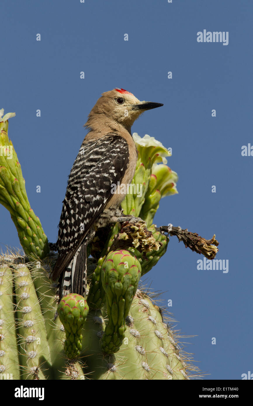 Gila woodpeckers hi-res stock photography and images - Alamy