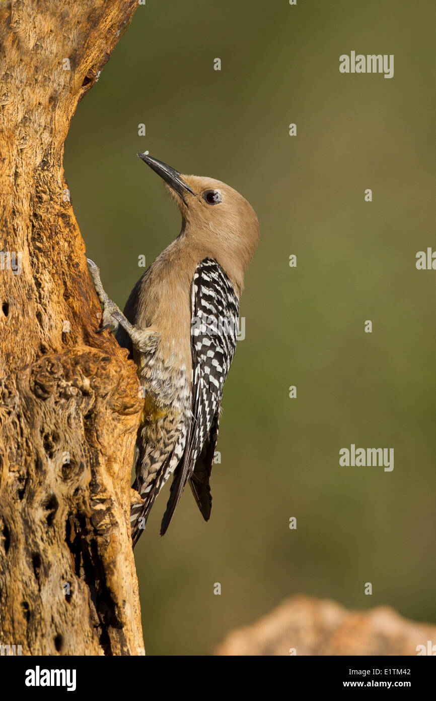Gila Woodpecker, Melanerpes uropygialis, Sonoran Desert, Arizona, USA ...
