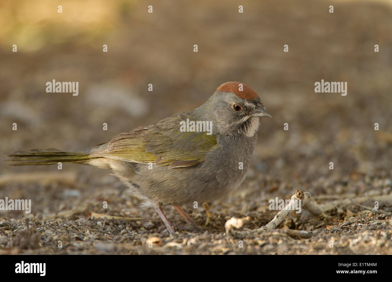 Green-tailed Towhee, Pipilo chlorurus, Arizona, USA Stock Photo - Alamy