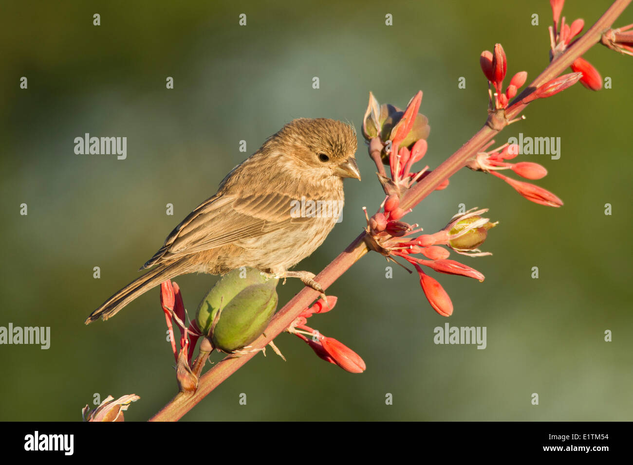 House Finch, Carpodacus mexicanus, Arizona, USA Stock Photo - Alamy