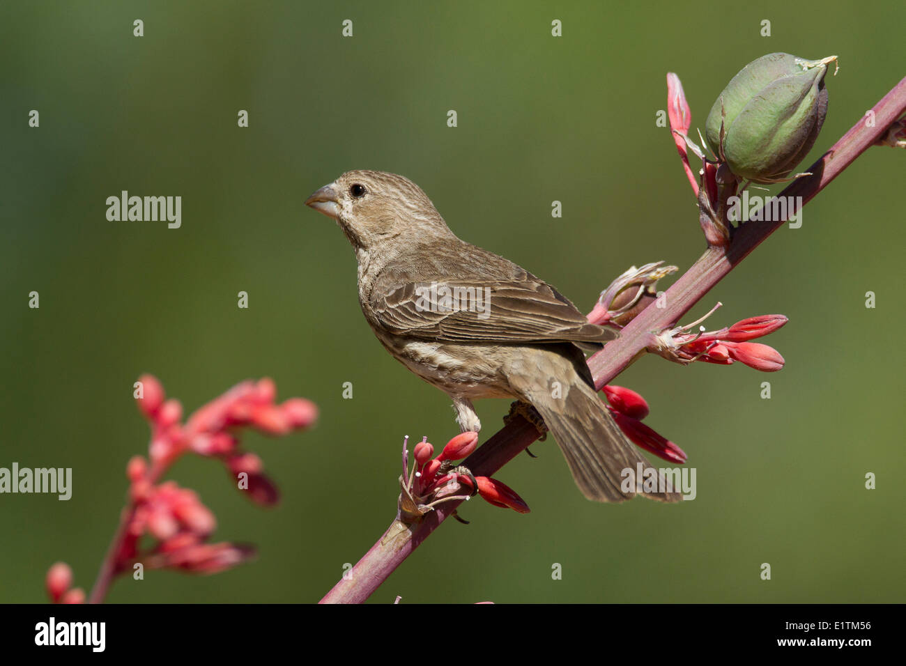 House Finch, Carpodacus mexicanus, Arizona, USA Stock Photo - Alamy