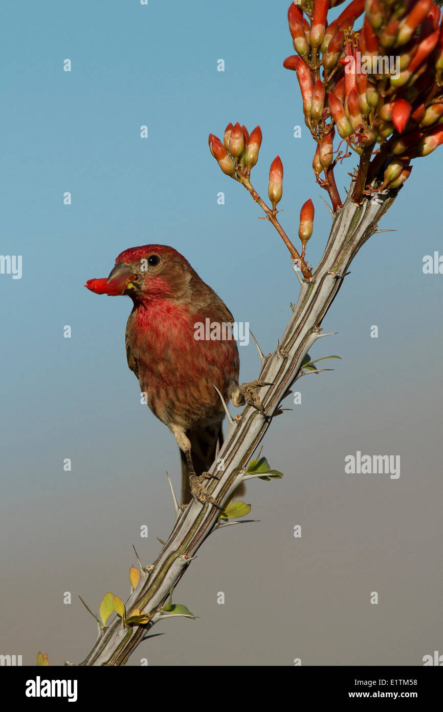 House Finch, Carpodacus mexicanus, Arizona, USA Stock Photo - Alamy