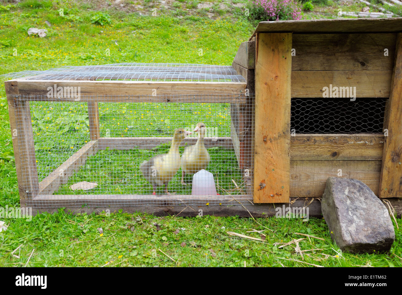Young geese hi-res stock photography and images - Alamy
