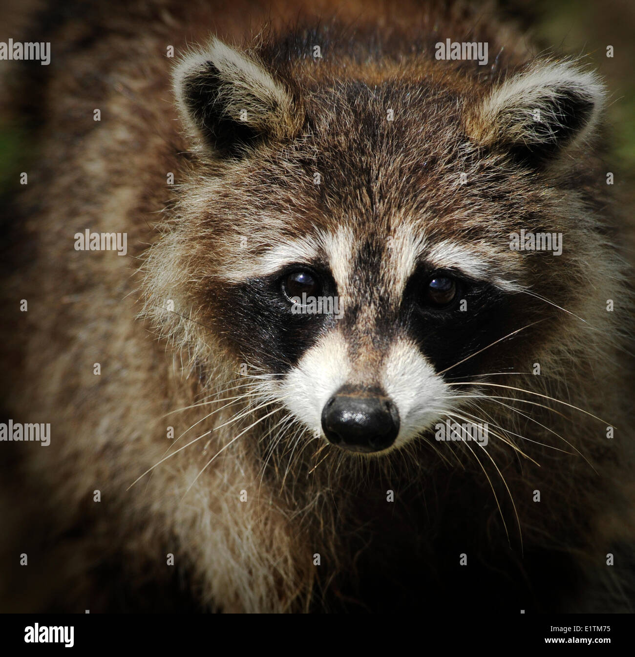 Racoon High Resolution Stock Photography and Images - Alamy