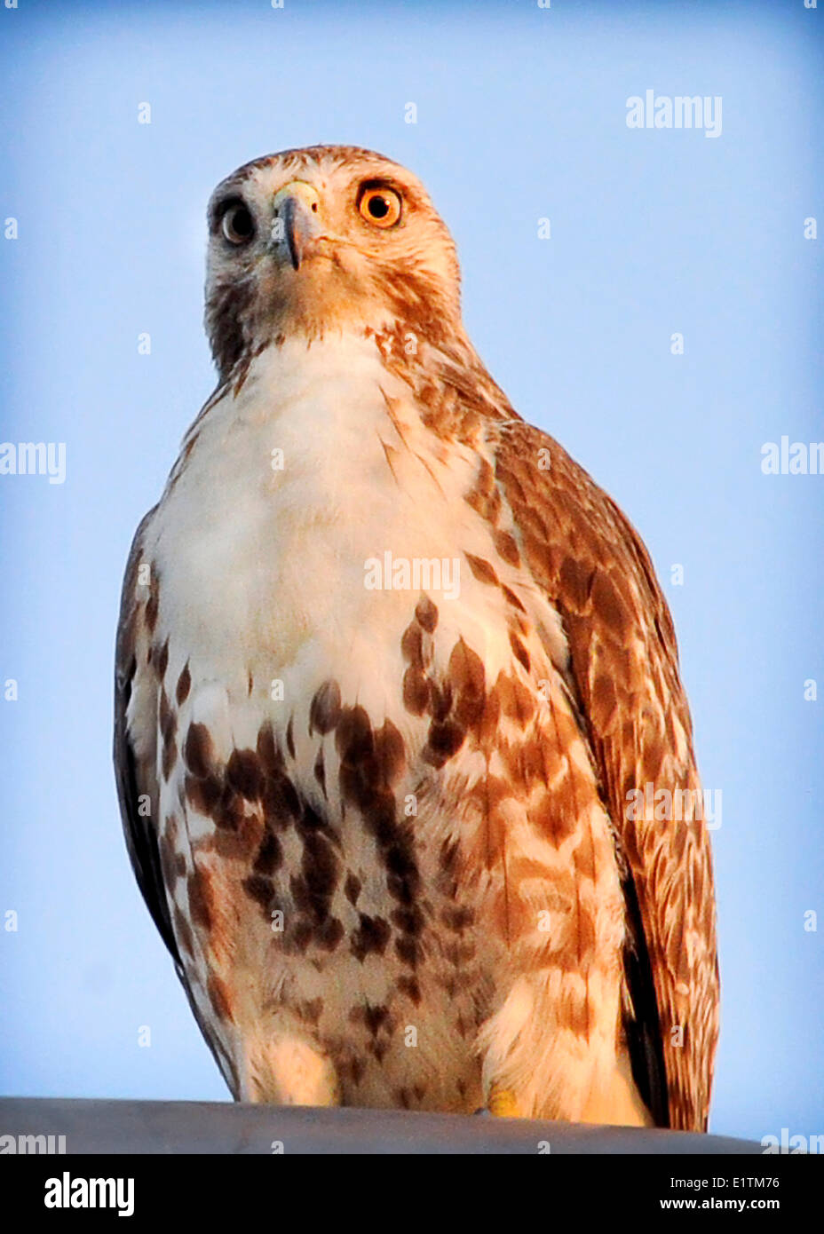 Ontario Hawks High Resolution Stock Photography and Images - Alamy