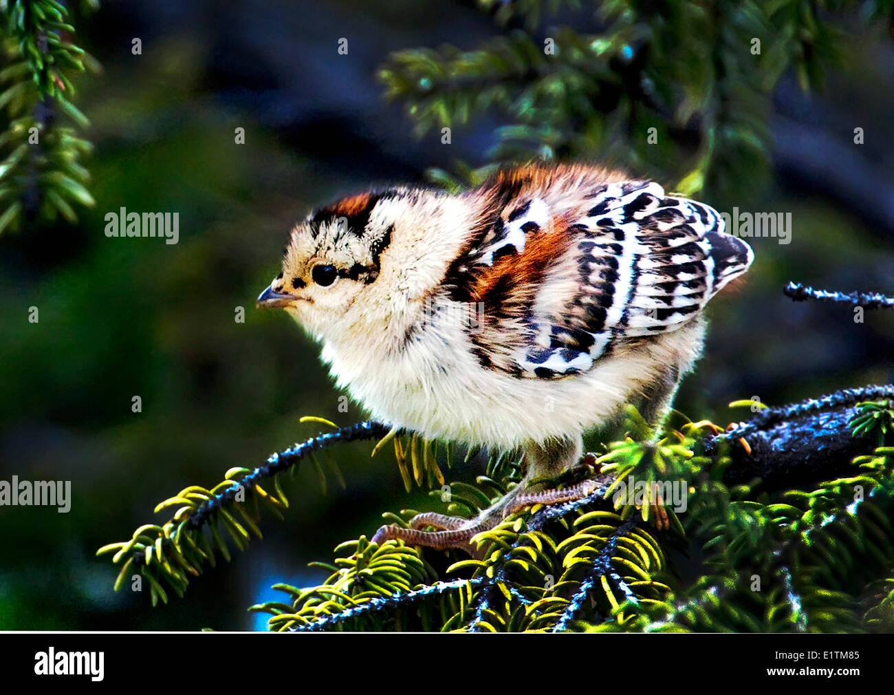 Spruce Grouse Chick High Resolution Stock Photography and Images - Alamy