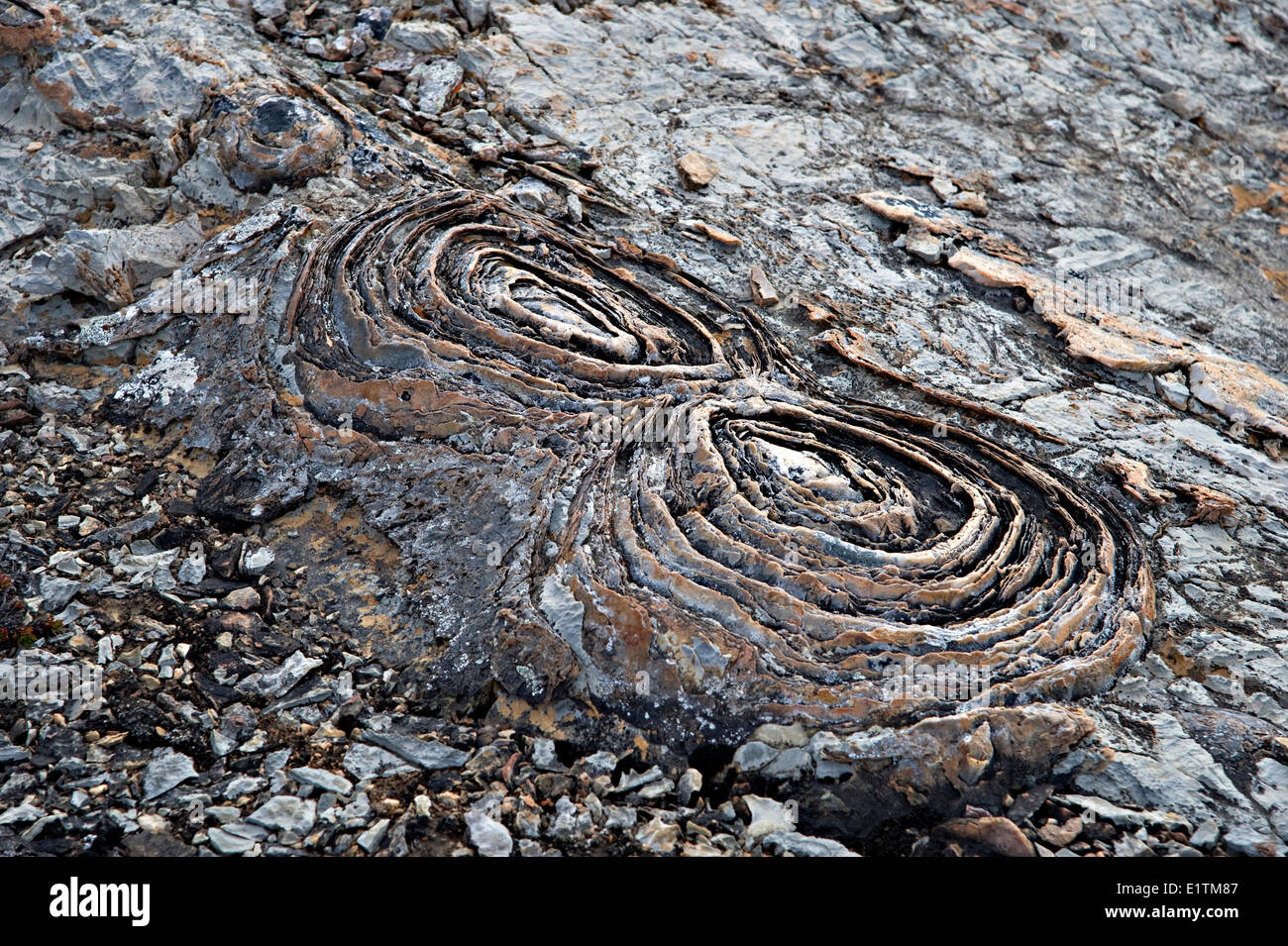 Stromatolites Stock Photos & Stromatolites Stock Images - Alamy