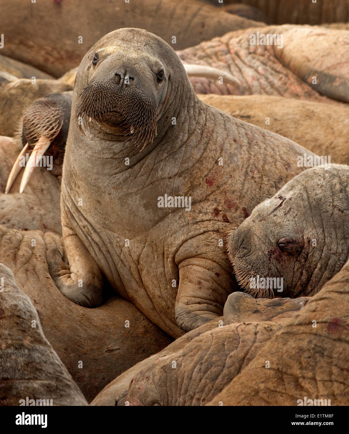 Baffin Bay And Animal High Resolution Stock Photography and Images - Alamy